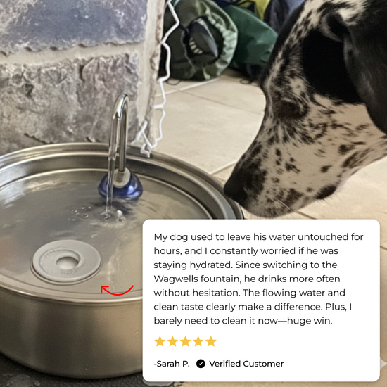 WagWells Dog Water Fountains | Fresh, Filtered Flow