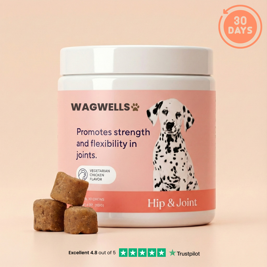 WagWells Dog Water Fountains | Fresh, Filtered Flow